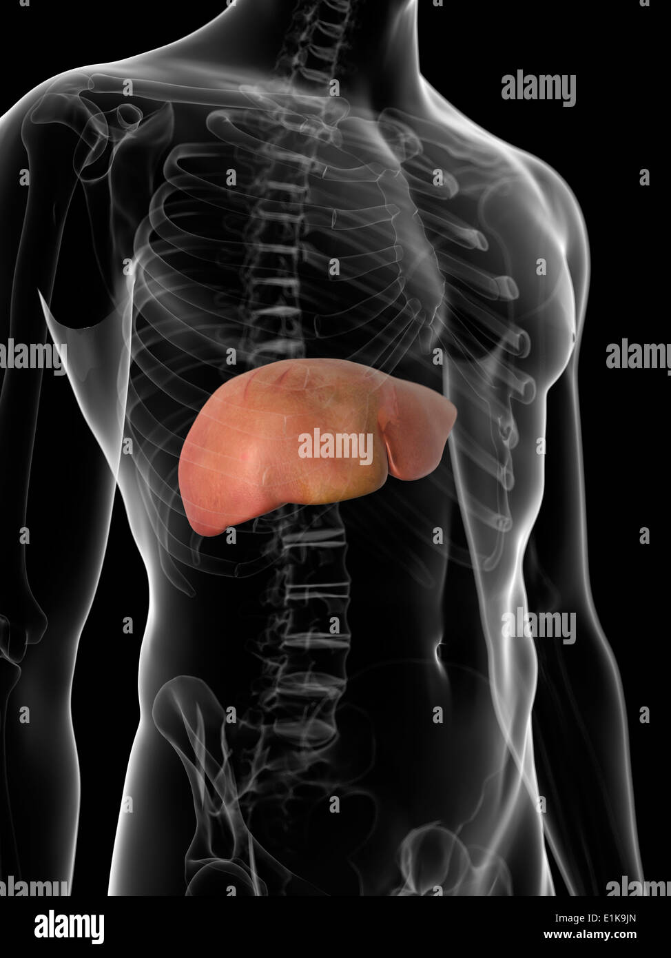 Human liver computer artwork Stock Photo - Alamy