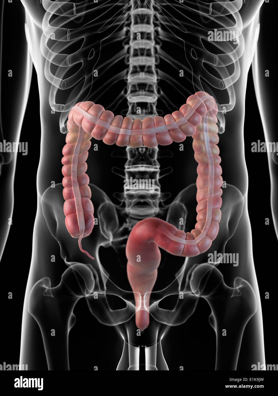 Normal human colon hi-res stock photography and images - Alamy