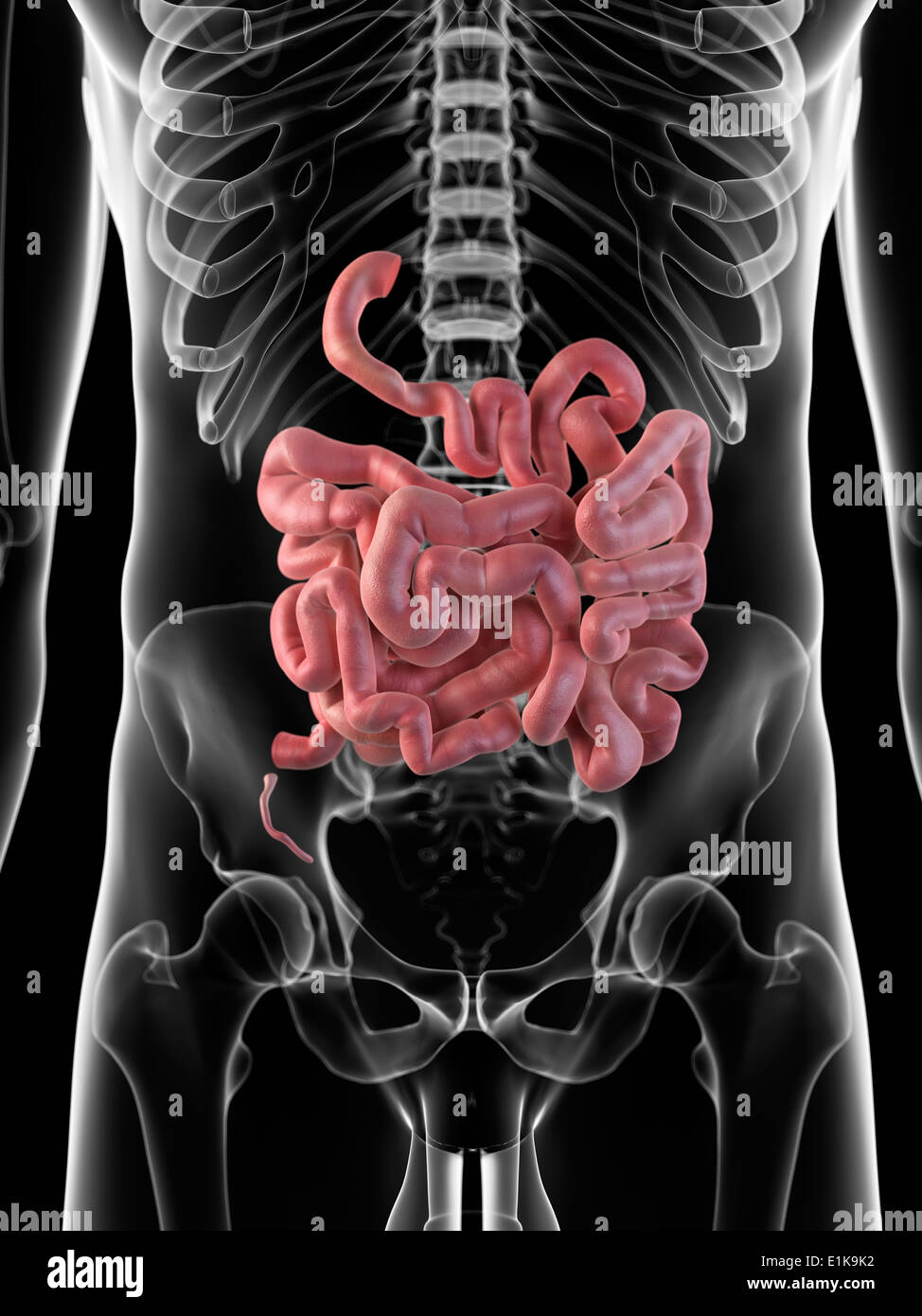 Human small intestine computer artwork Stock Photo - Alamy
