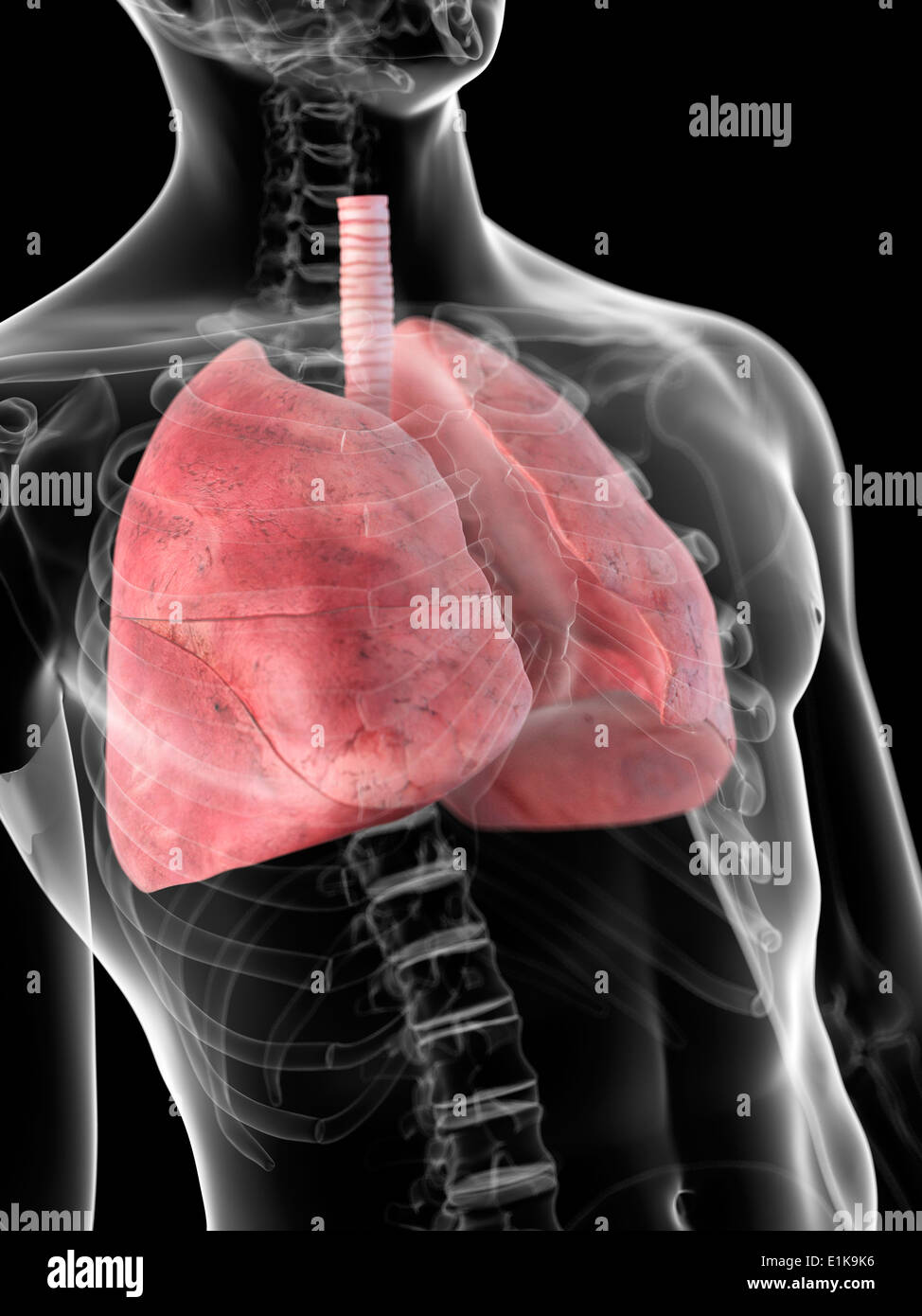 Human lungs computer artwork Stock Photo - Alamy