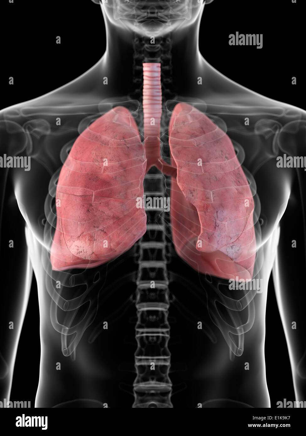 Human lungs computer artwork Stock Photo - Alamy