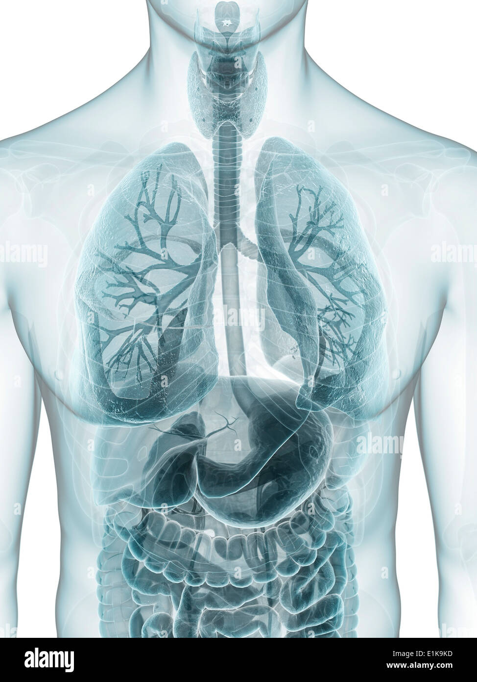 Human thoracic anatomy hi-res stock photography and images - Alamy