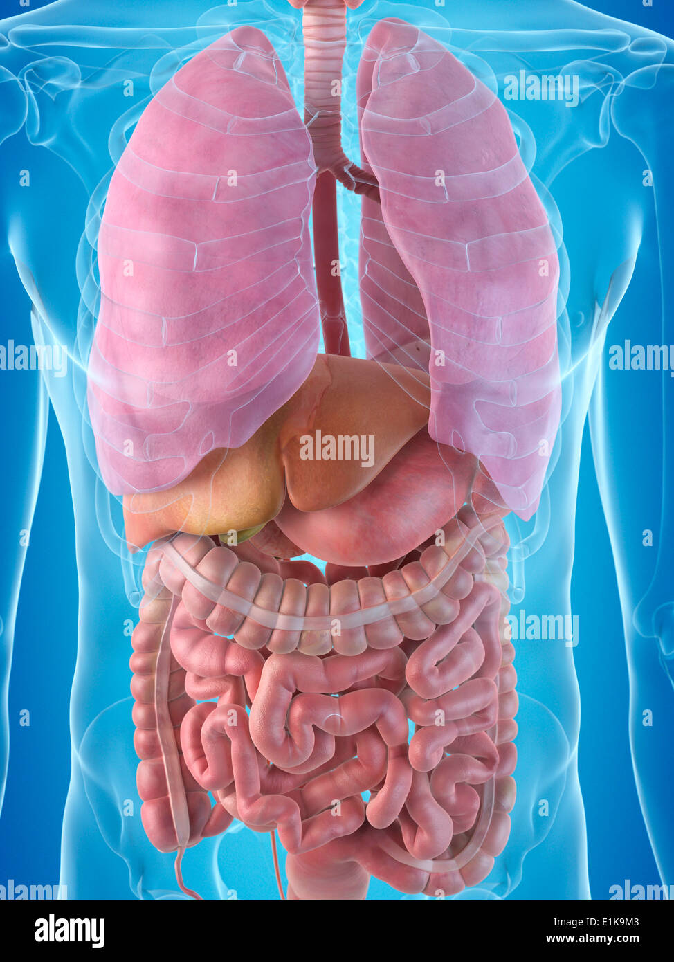 Human internal organs computer artwork Stock Photo - Alamy Human internal organs computer artwork Stock Photo - Alamy