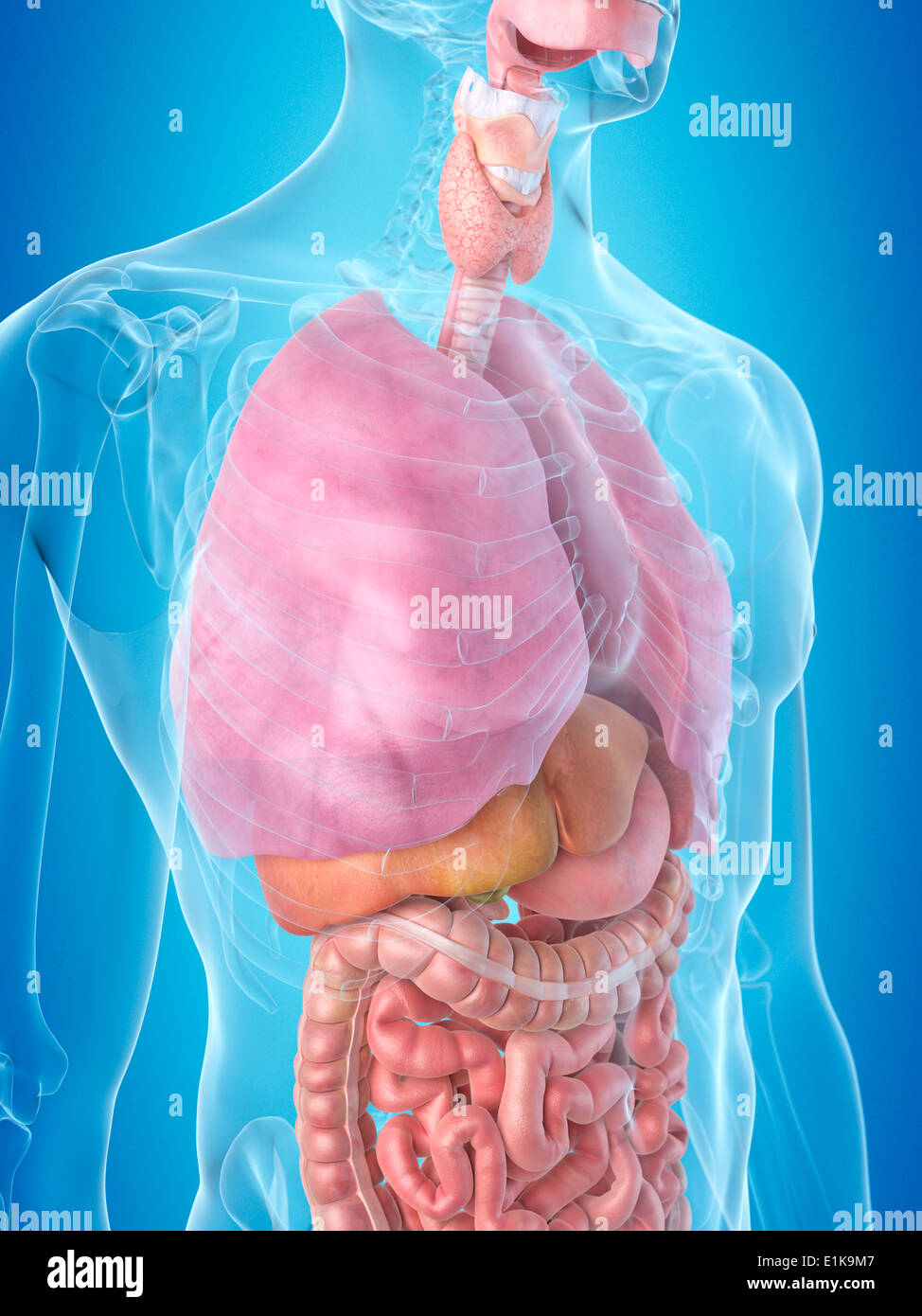 Human internal organs computer artwork Stock Photo - Alamy Human internal organs computer artwork Stock Photo - Alamy