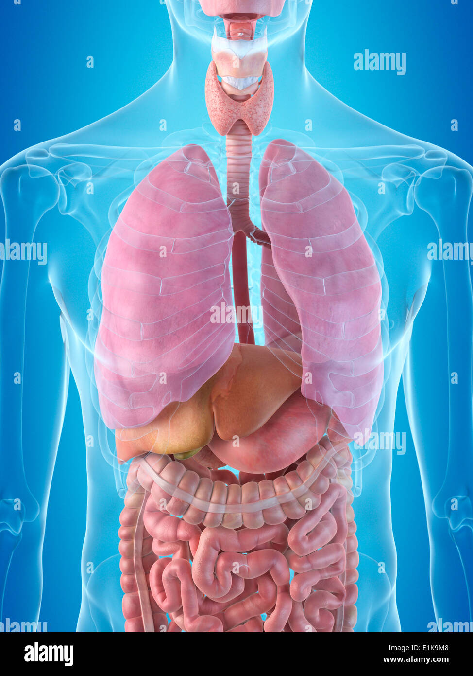 Human internal organs computer artwork Stock Photo - Alamy