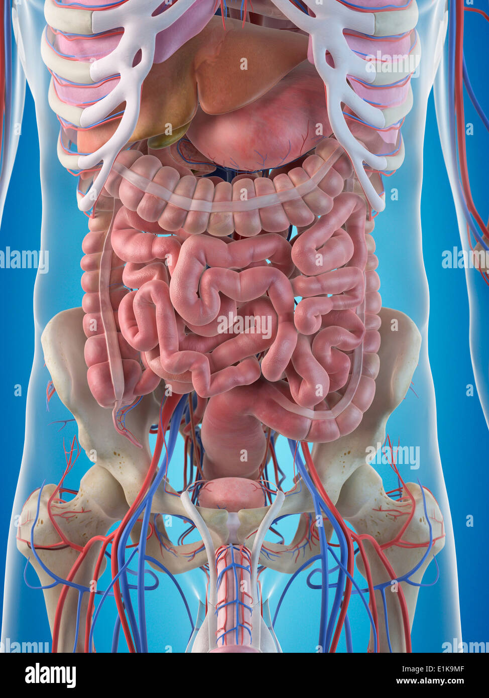 Human internal organs computer artwork Stock Photo - Alamy