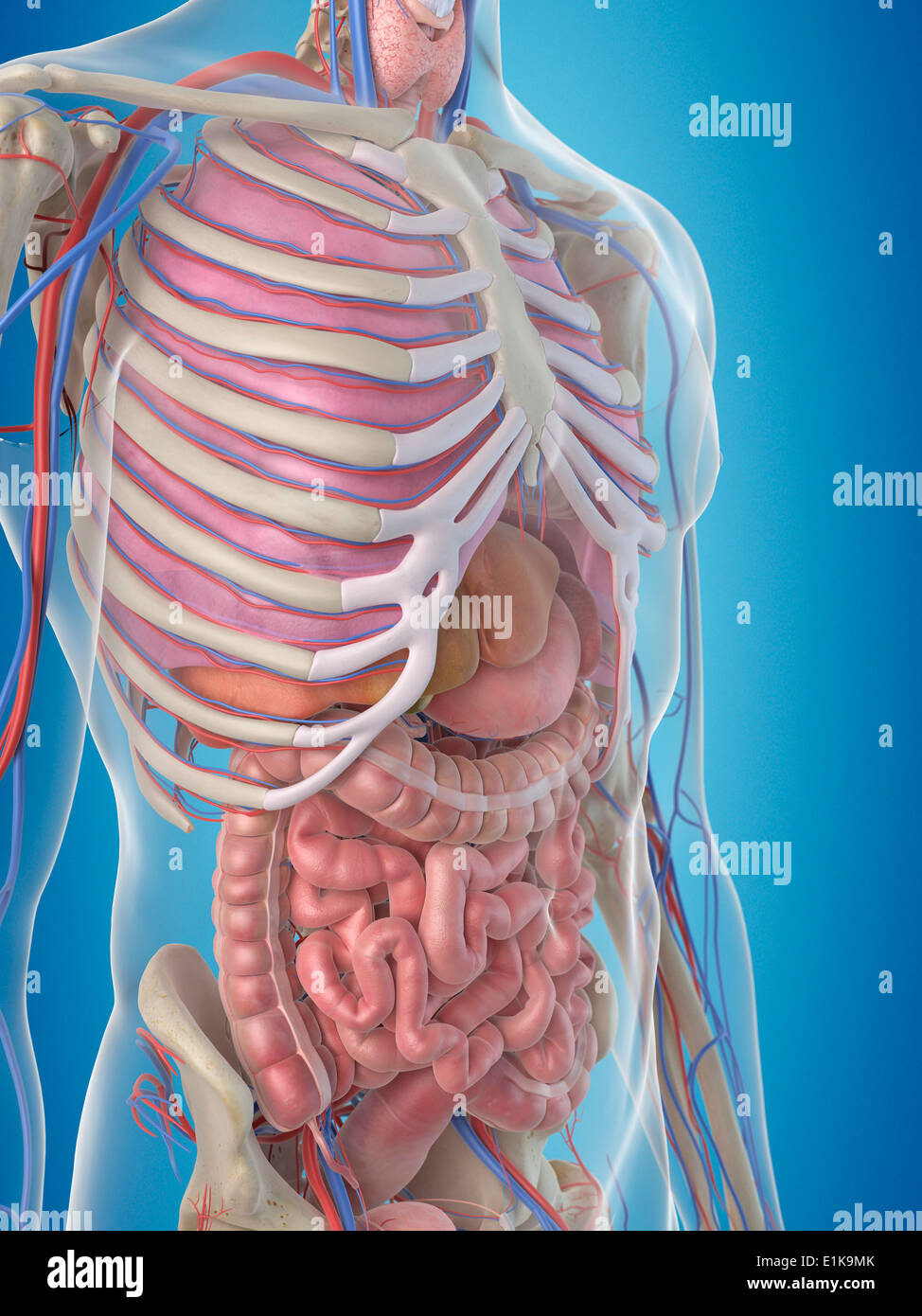 Human internal organs computer artwork Stock Photo - Alamy