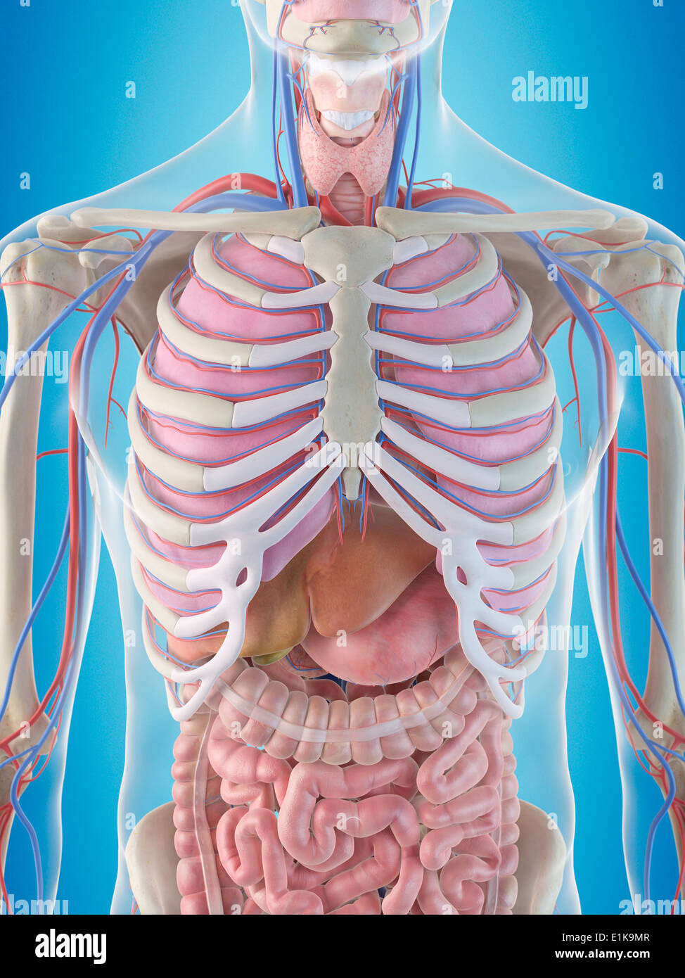 Human internal organs computer artwork Stock Photo - Alamy