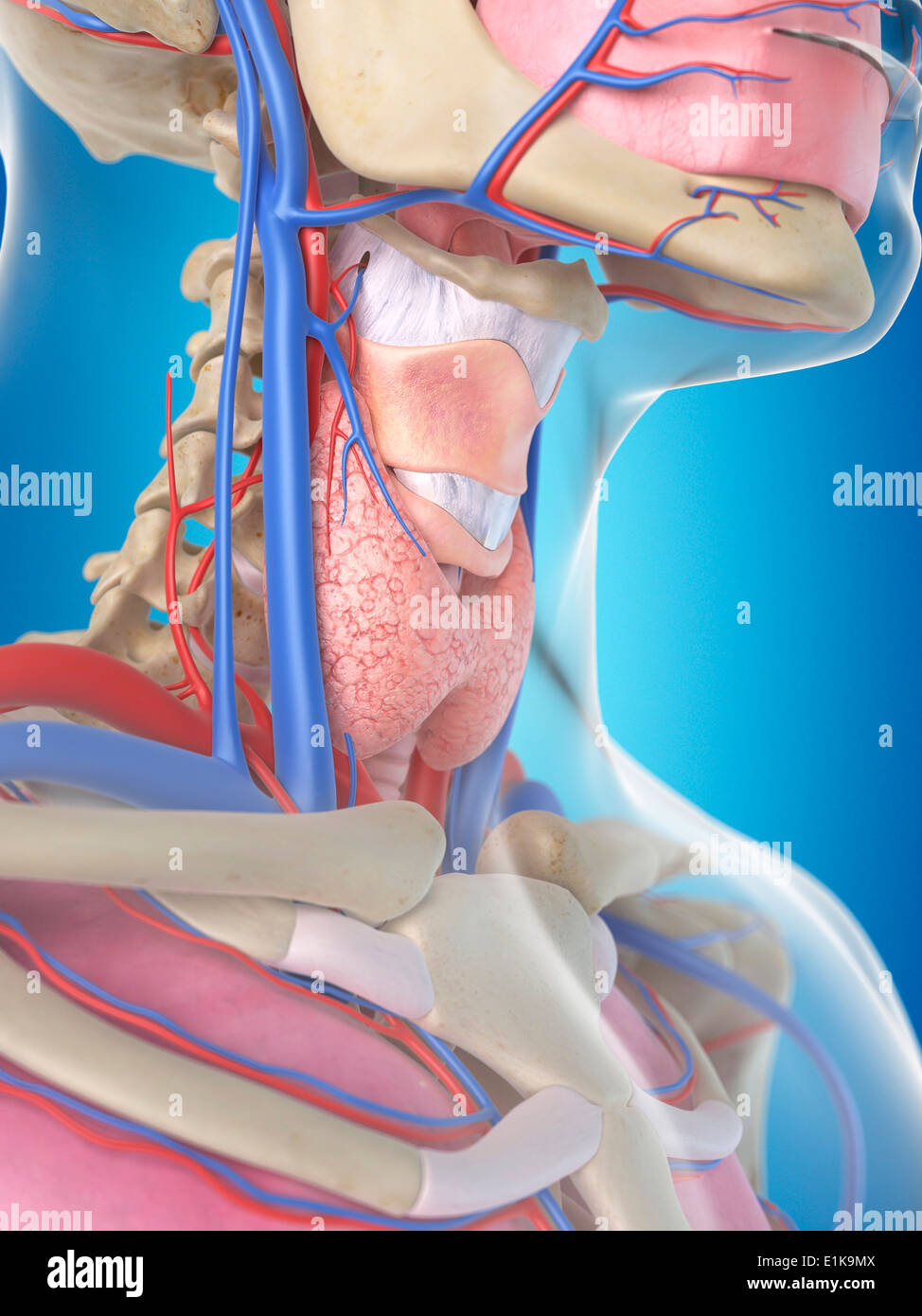 Neck Anatomy Thyroid