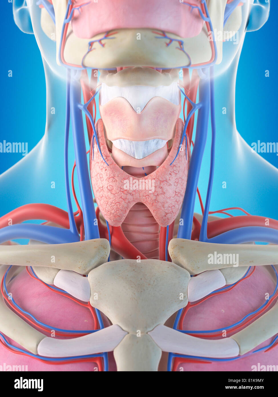 Anatomy of the human throat and thyroid computer artwork Stock Photo ...