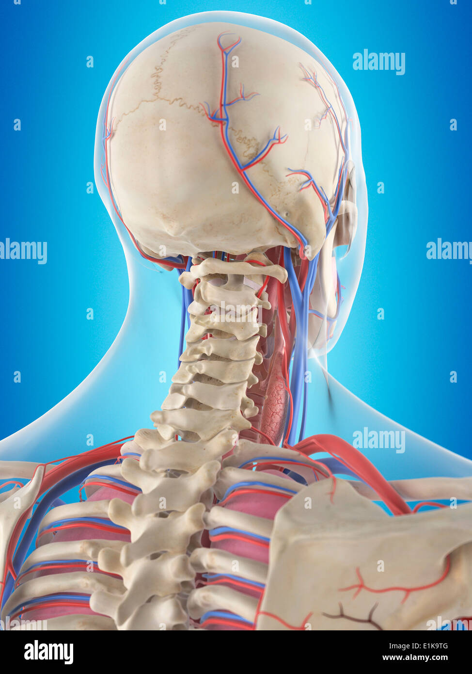 Anatomy of the human neck computer artwork Stock Photo - Alamy