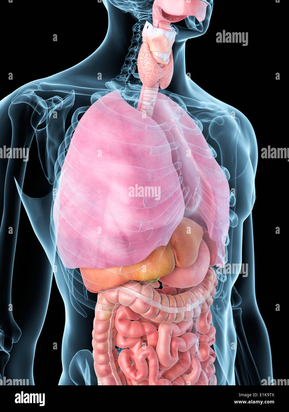 Human internal organs computer artwork Stock Photo - Alamy