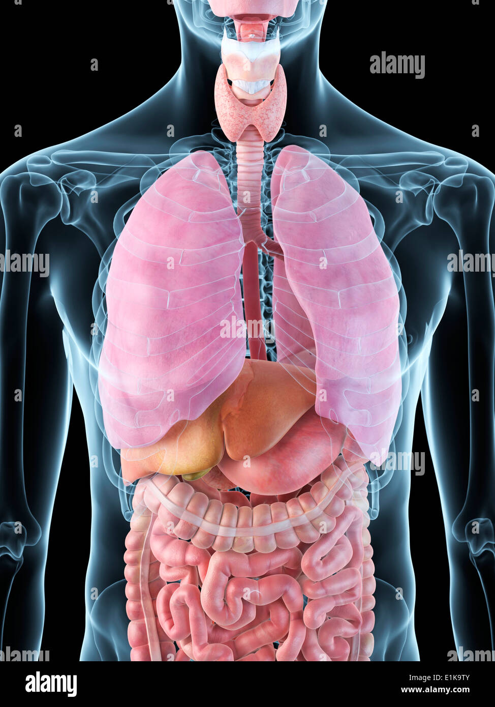 Human internal organs computer artwork Stock Photo - Alamy