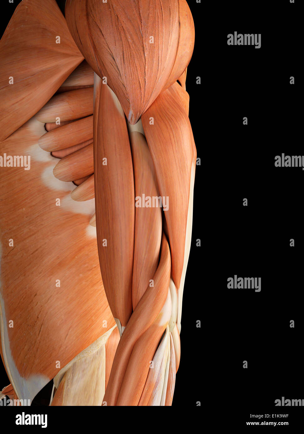 Human arm muscles computer artwork Stock Photo - Alamy