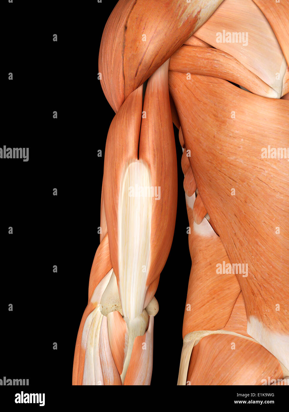 Human arm muscles computer artwork Stock Photo - Alamy