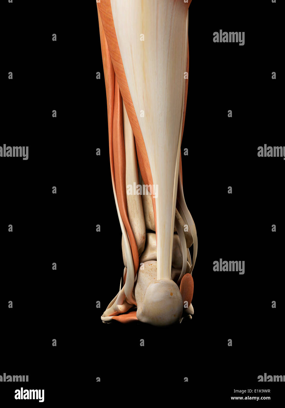 Human heel anatomy hi-res stock photography and images - Alamy