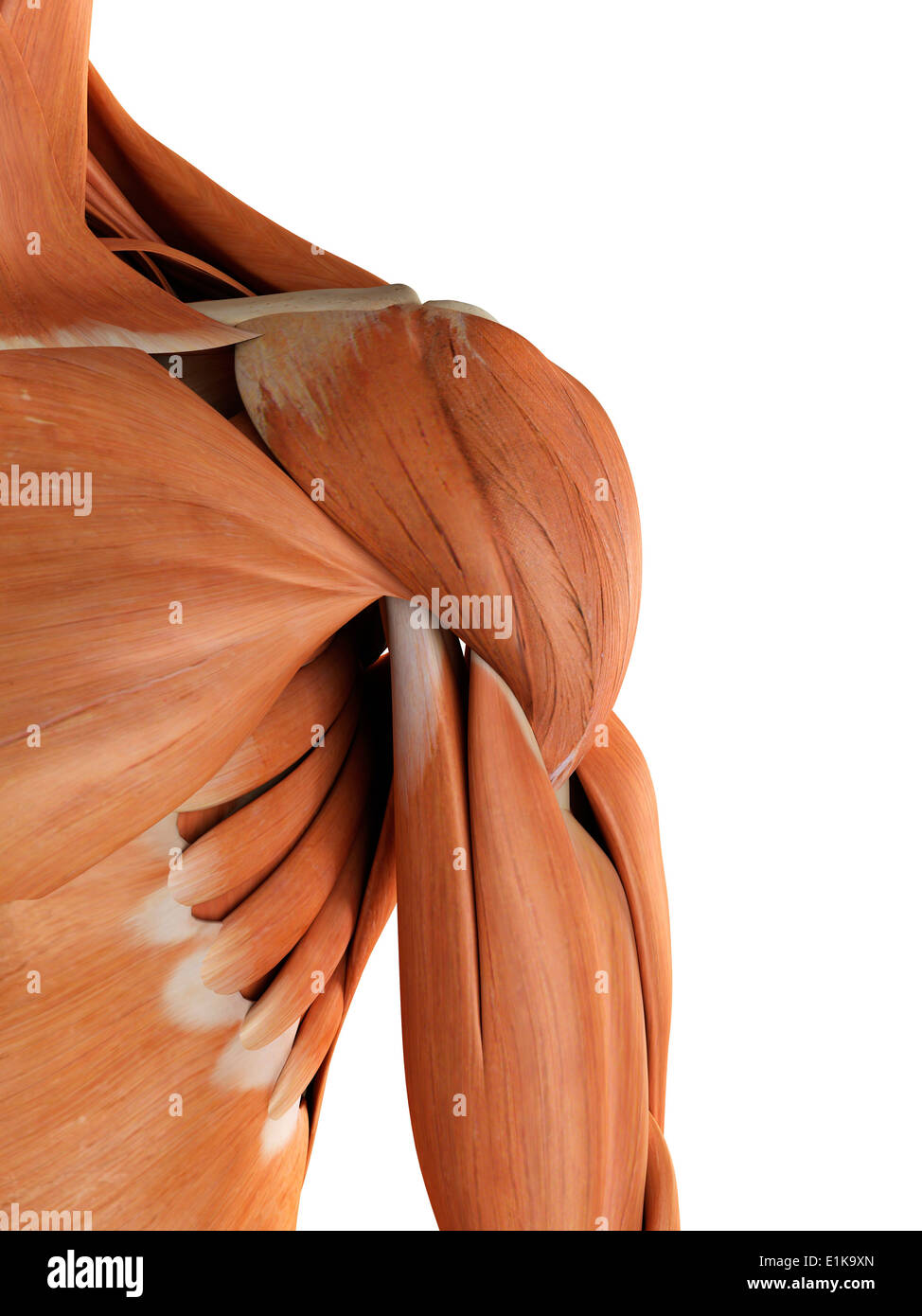 Human shoulder muscles computer artwork Stock Photo - Alamy