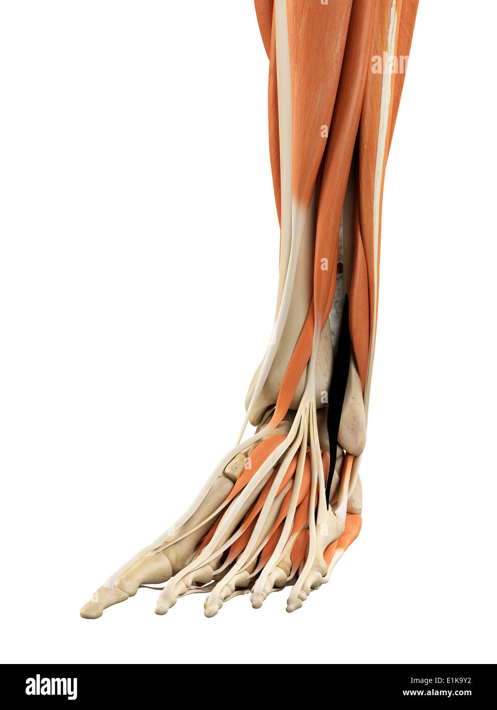 Human leg and foot anatomy computer artwork Stock Photo - Alamy