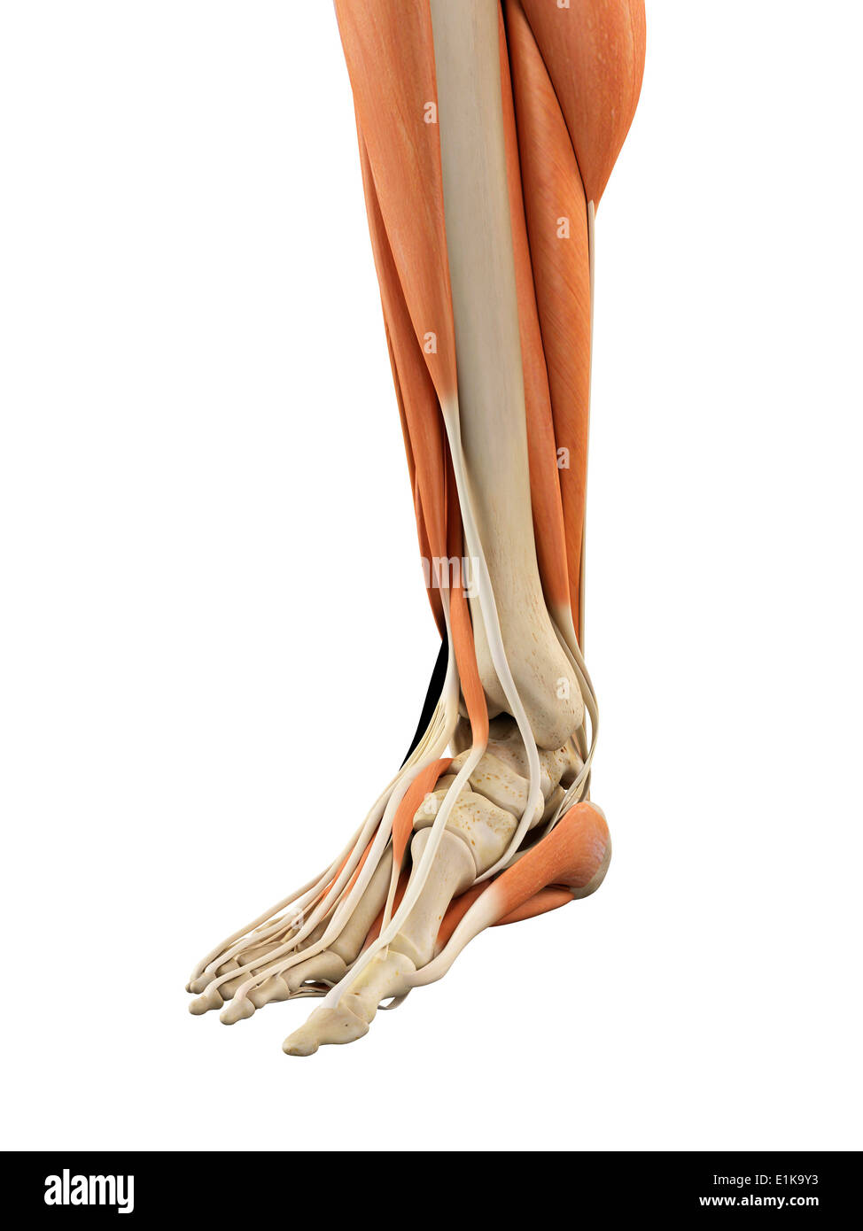 Human leg and foot anatomy computer artwork Stock Photo - Alamy