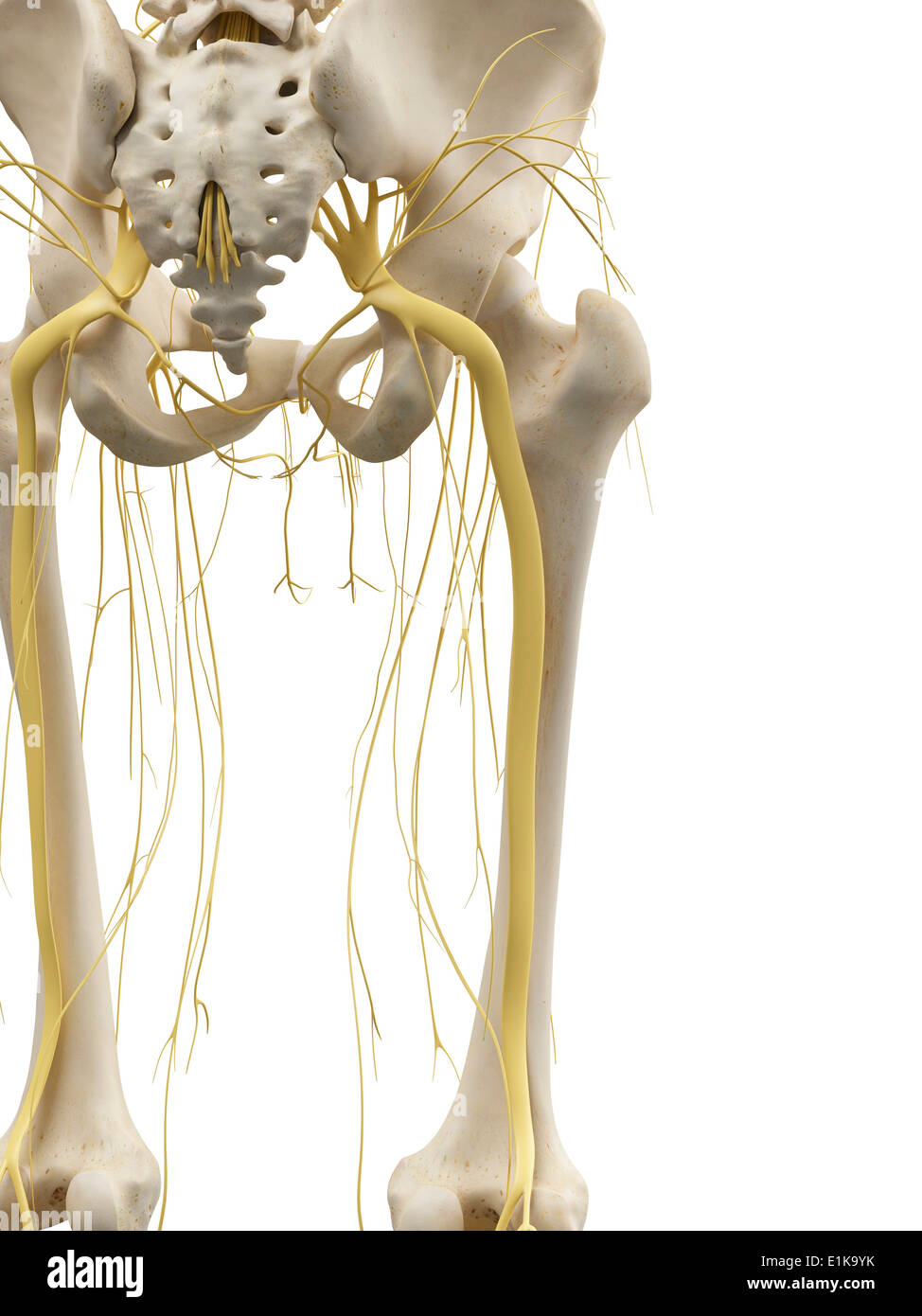 Human leg nerves hi-res stock photography and images - Alamy