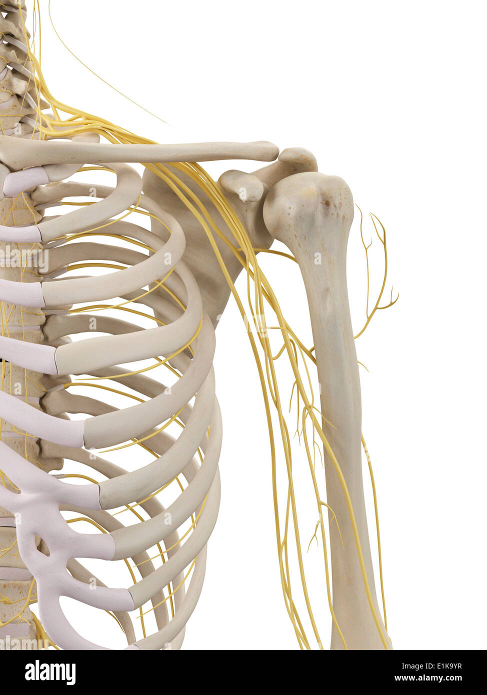 Human bones and nerves of the shoulder computer artwork Stock Photo - Alamy