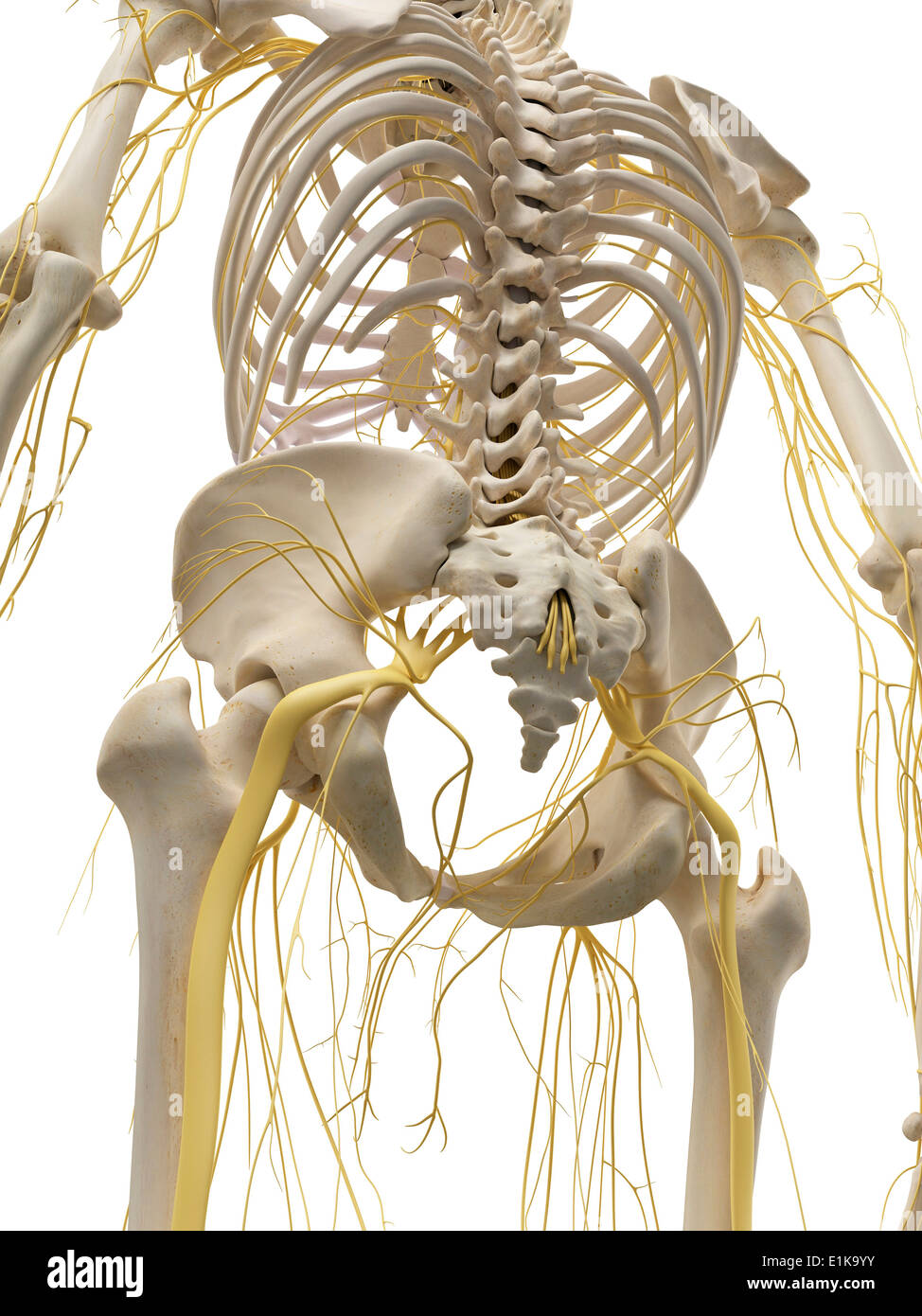 Human bones nerves pelvis computer hi-res stock photography and images ...