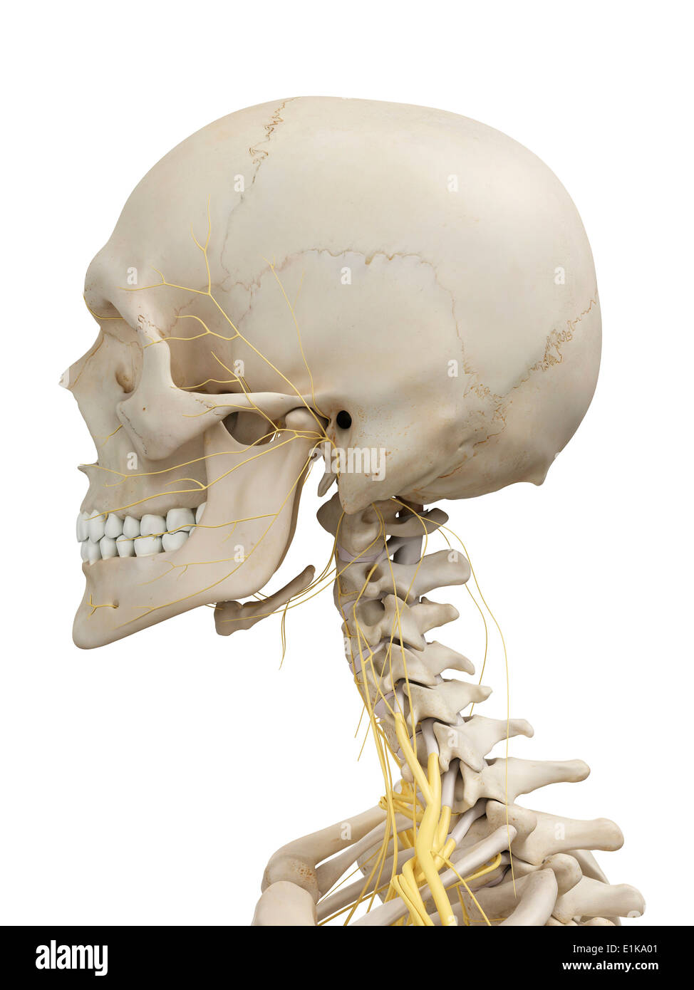 Human bones and nerves of the head computer artwork Stock Photo - Alamy