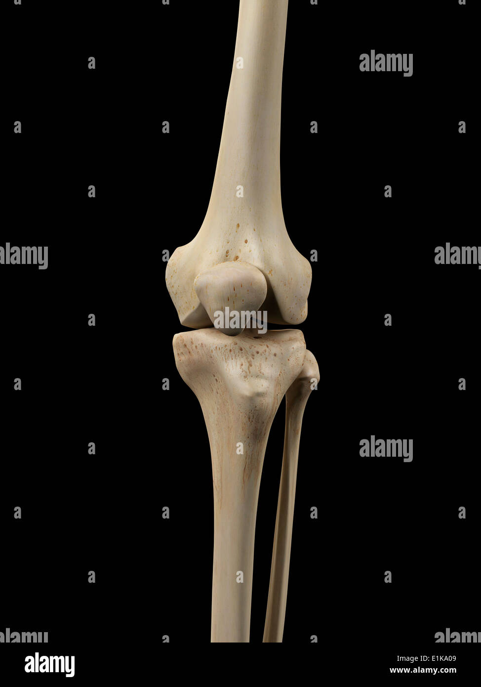 Human knee joint computer artwork Stock Photo - Alamy