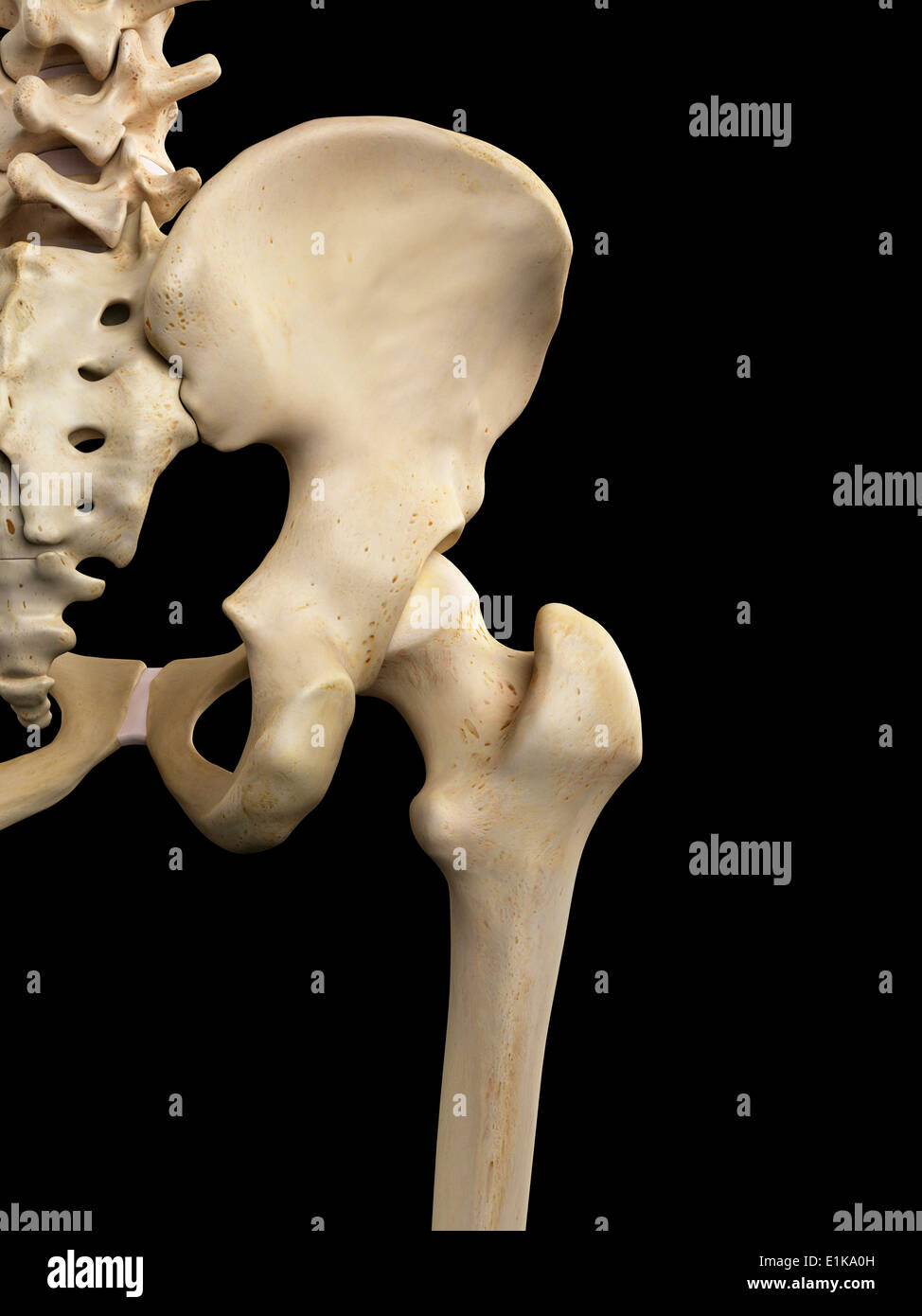 Human hip bones computer artwork Stock Photo - Alamy