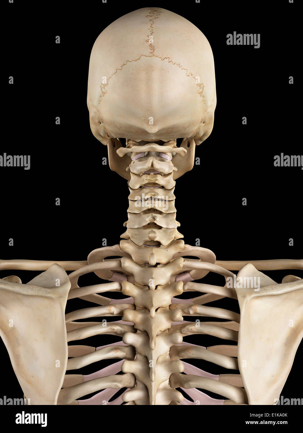 Real Skeleton Neck