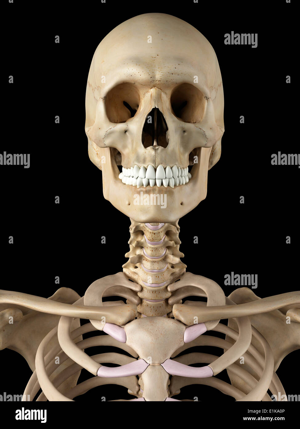 Human skull hi-res stock photography and images - Alamy