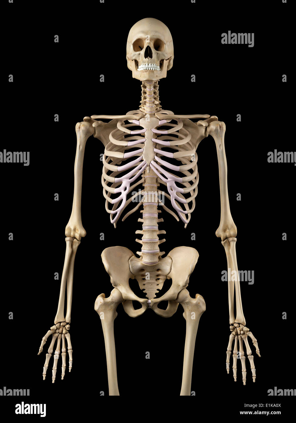 Human skeleton computer artwork Stock Photo - Alamy