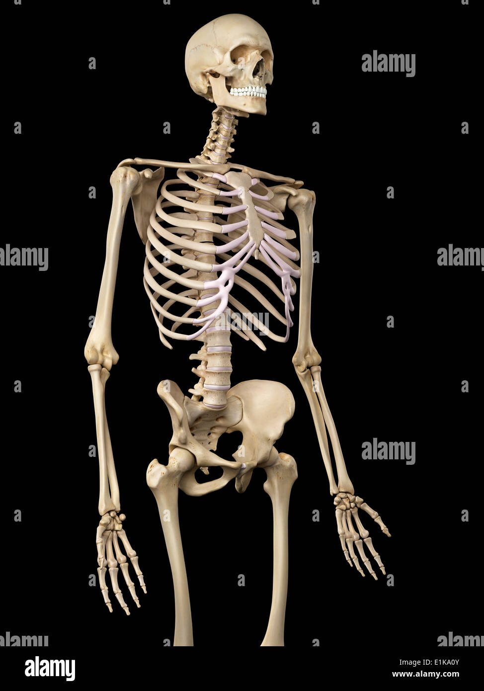 Human skeleton computer artwork Stock Photo - Alamy