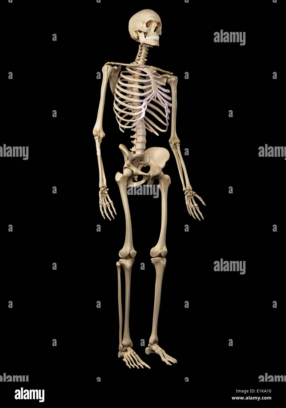 Human skeleton computer artwork hi-res stock photography and images - Alamy
