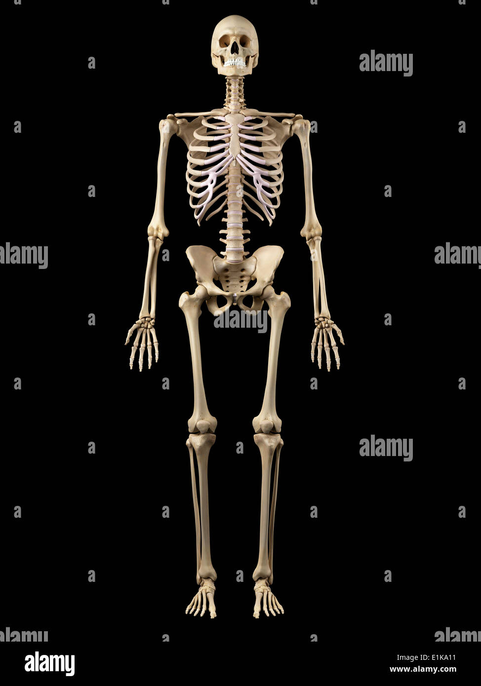 Human skeleton computer artwork hi-res stock photography and images - Alamy