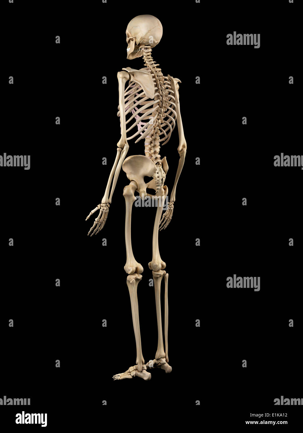 Human skeleton computer artwork Stock Photo - Alamy