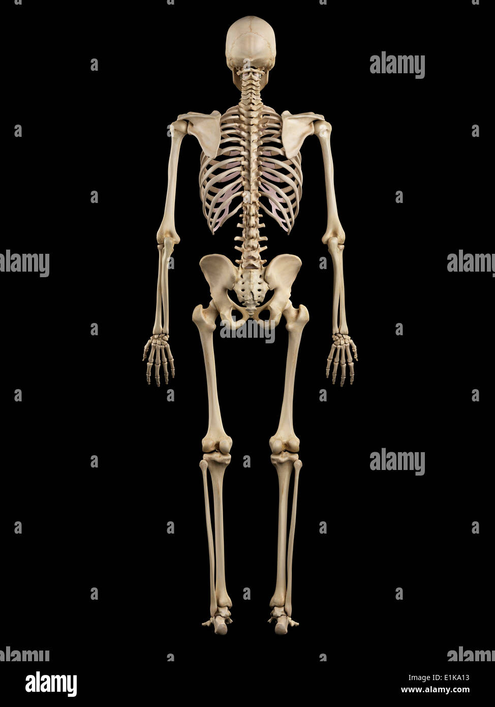 Human skeleton computer artwork Stock Photo - Alamy