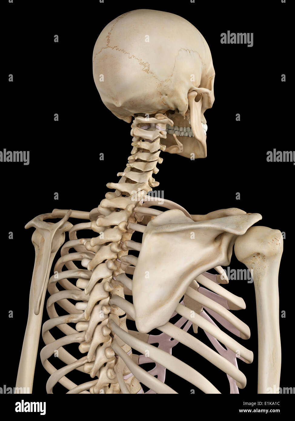 Human thorax anatomy computer artwork Stock Photo - Alamy