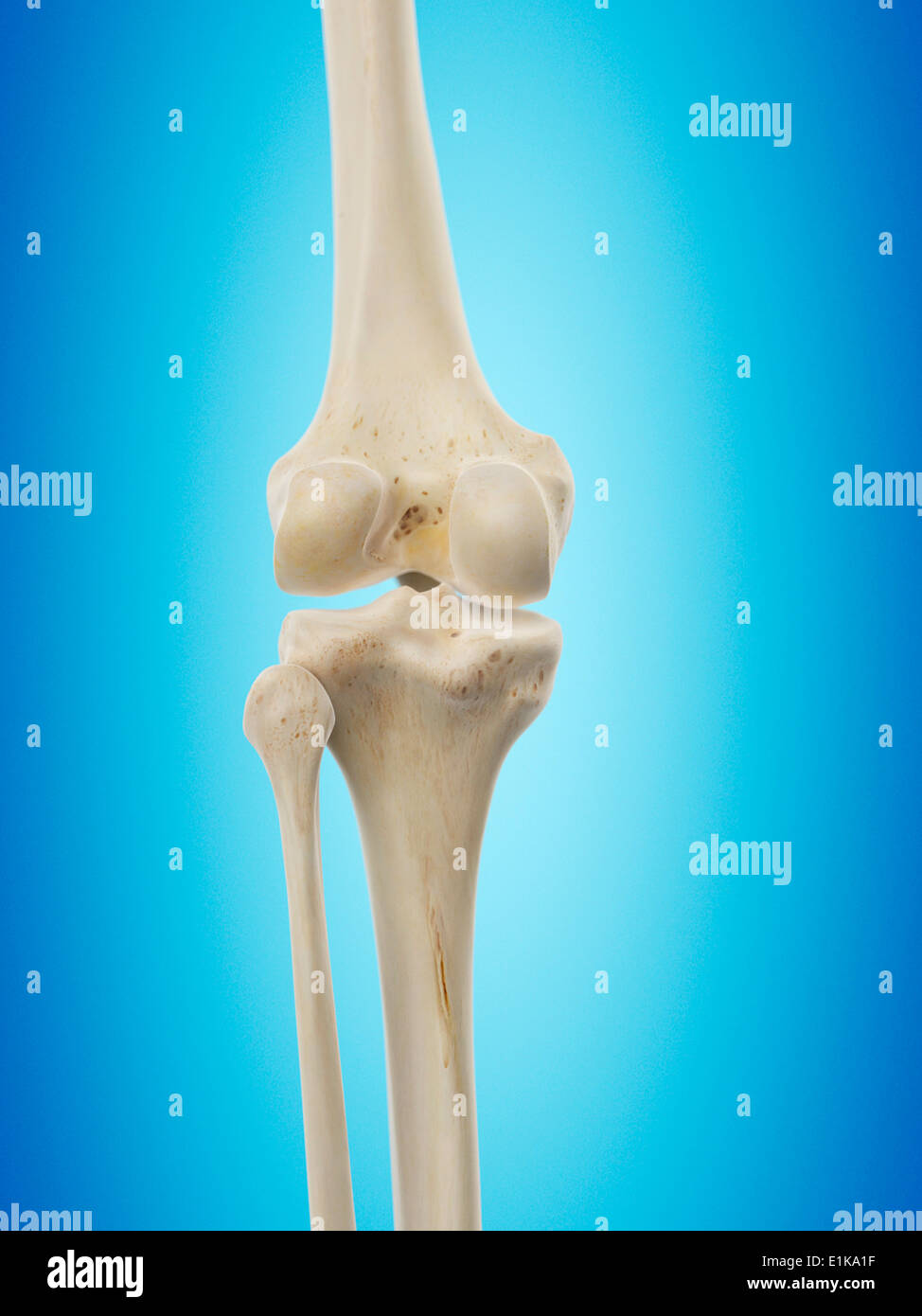 Human knee joint computer artwork Stock Photo - Alamy