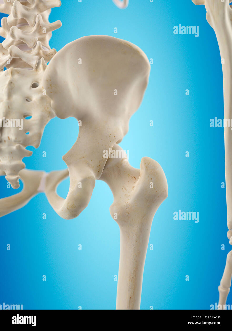 Human hip bones computer artwork Stock Photo - Alamy