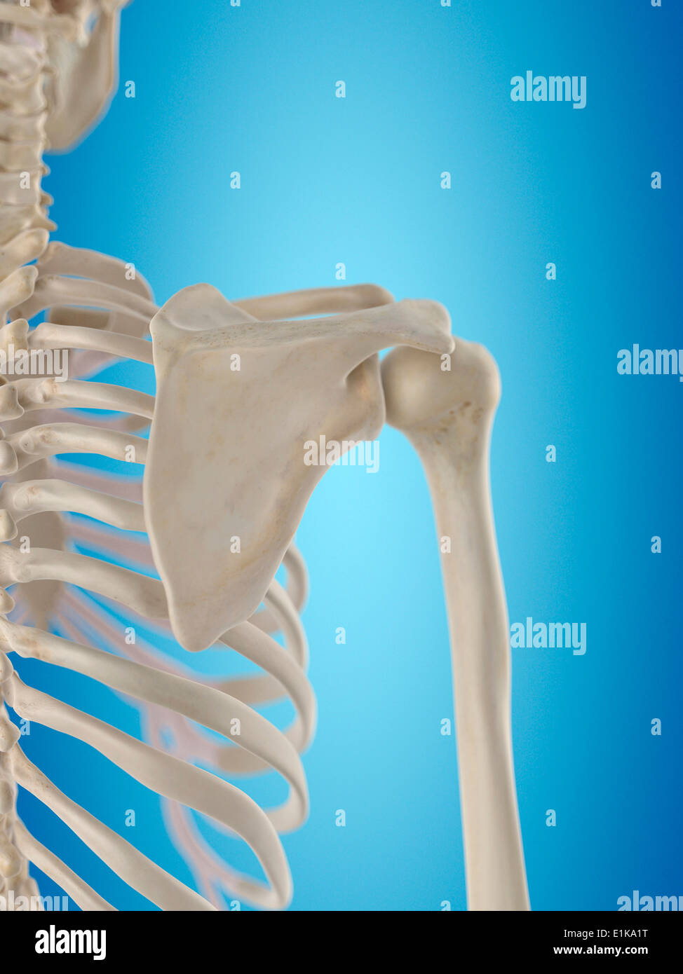 Human shoulder bones hi-res stock photography and images - Alamy