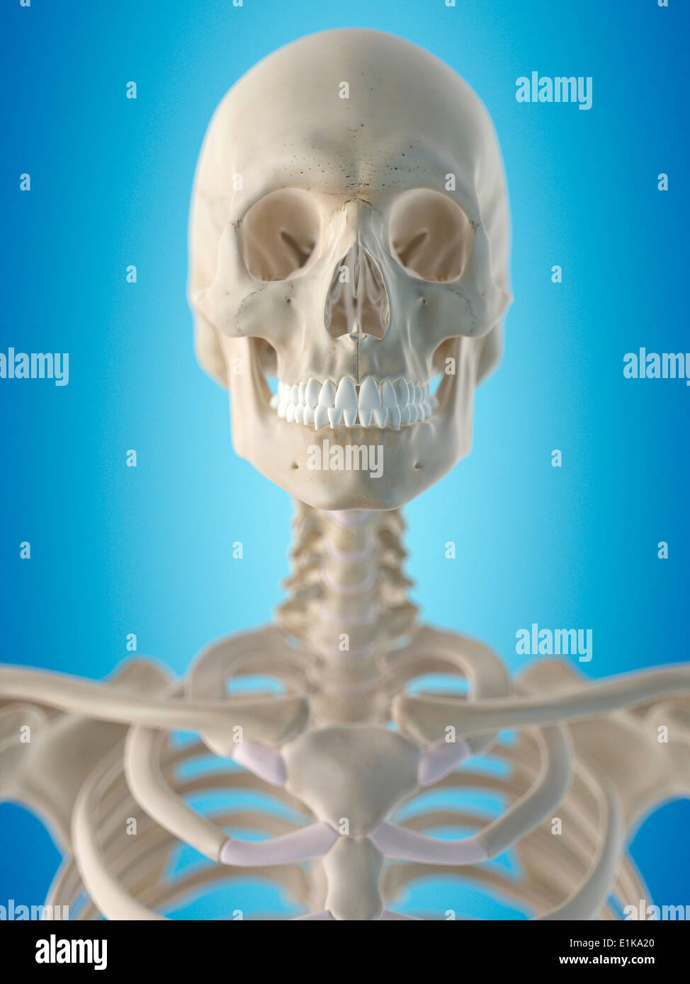 Human skull computer artwork Stock Photo - Alamy