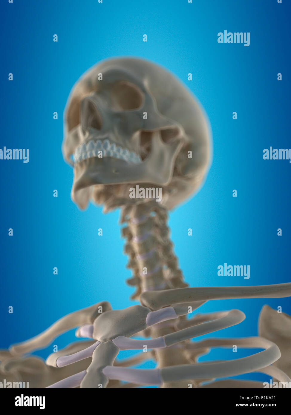 Human skull computer artwork Stock Photo - Alamy