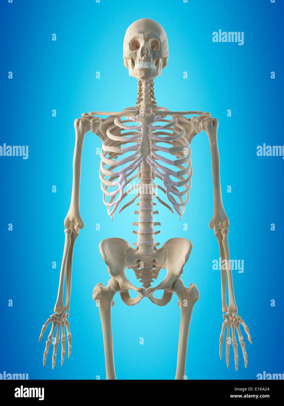 Human skeleton computer artwork Stock Photo - Alamy