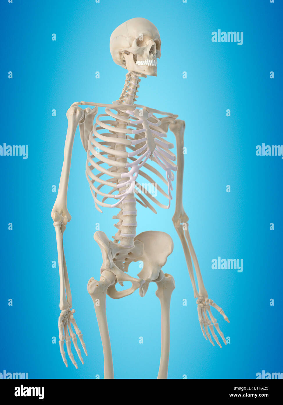 Human skeleton computer artwork Stock Photo - Alamy