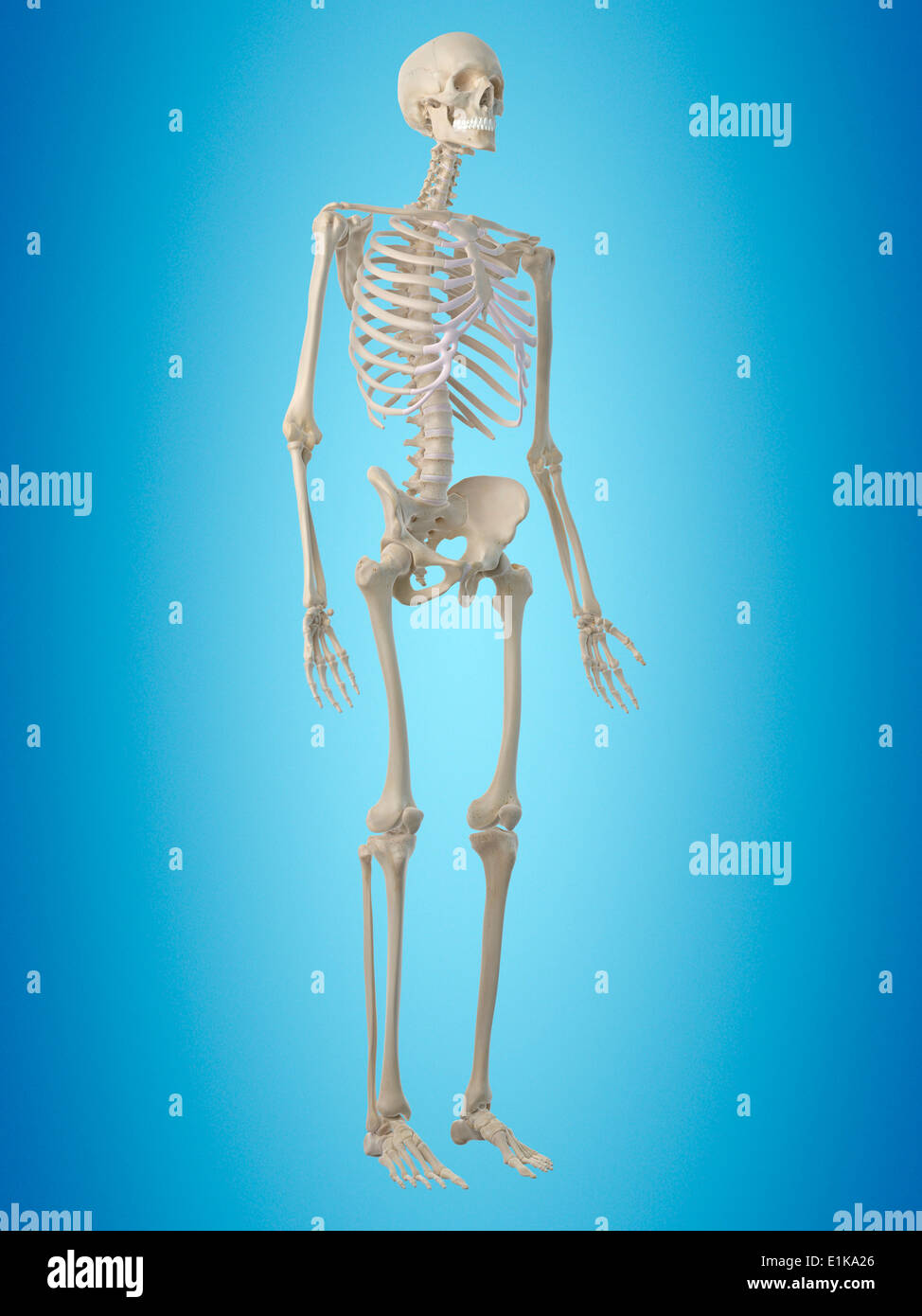 Human skeleton computer artwork hi-res stock photography and images - Alamy