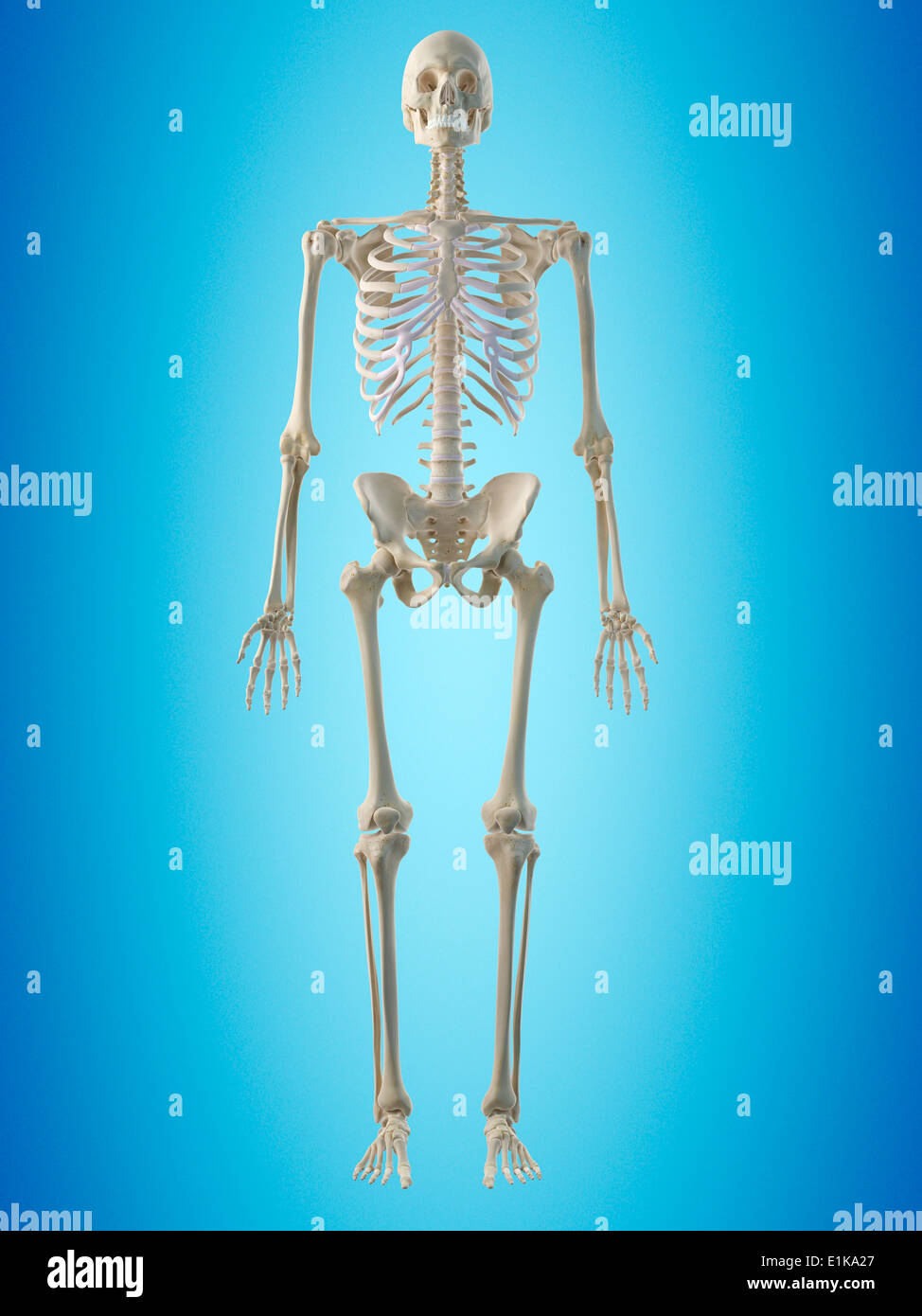 Human skeleton computer artwork Stock Photo - Alamy