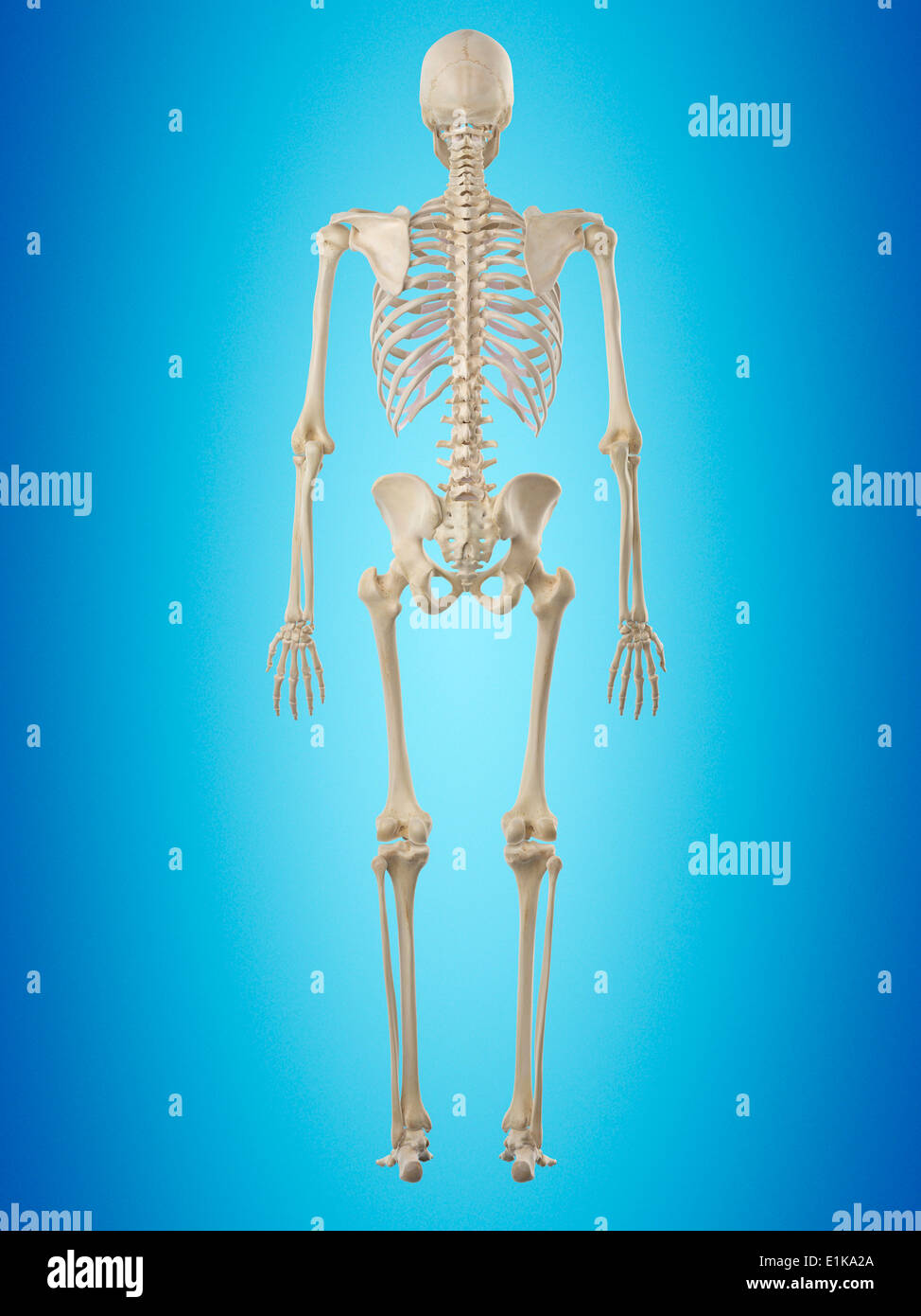 Human skeleton computer artwork hi-res stock photography and images - Alamy