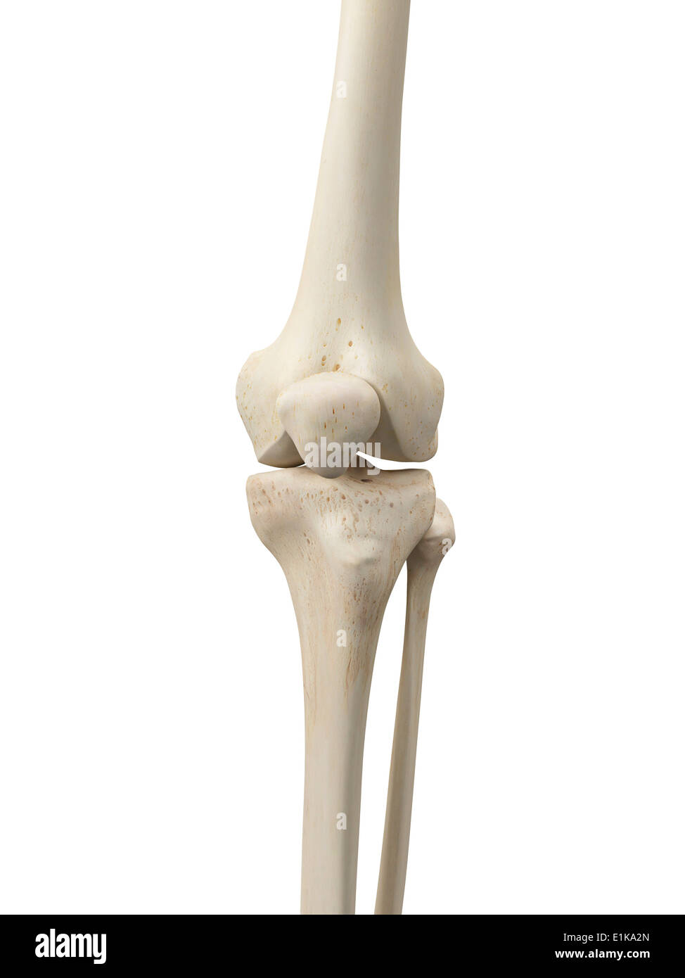 Human knee joint computer artwork Stock Photo - Alamy