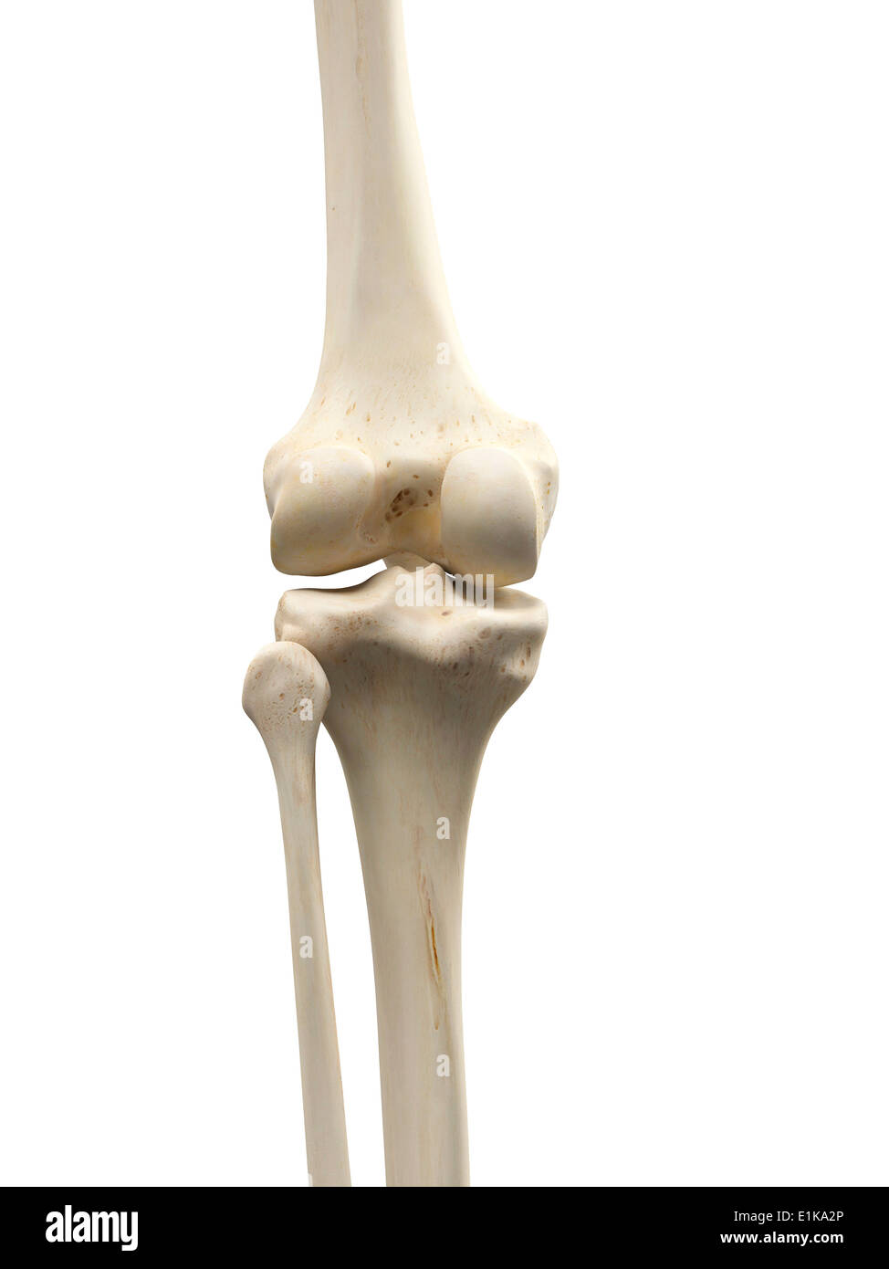 Human knee joint computer artwork Stock Photo - Alamy